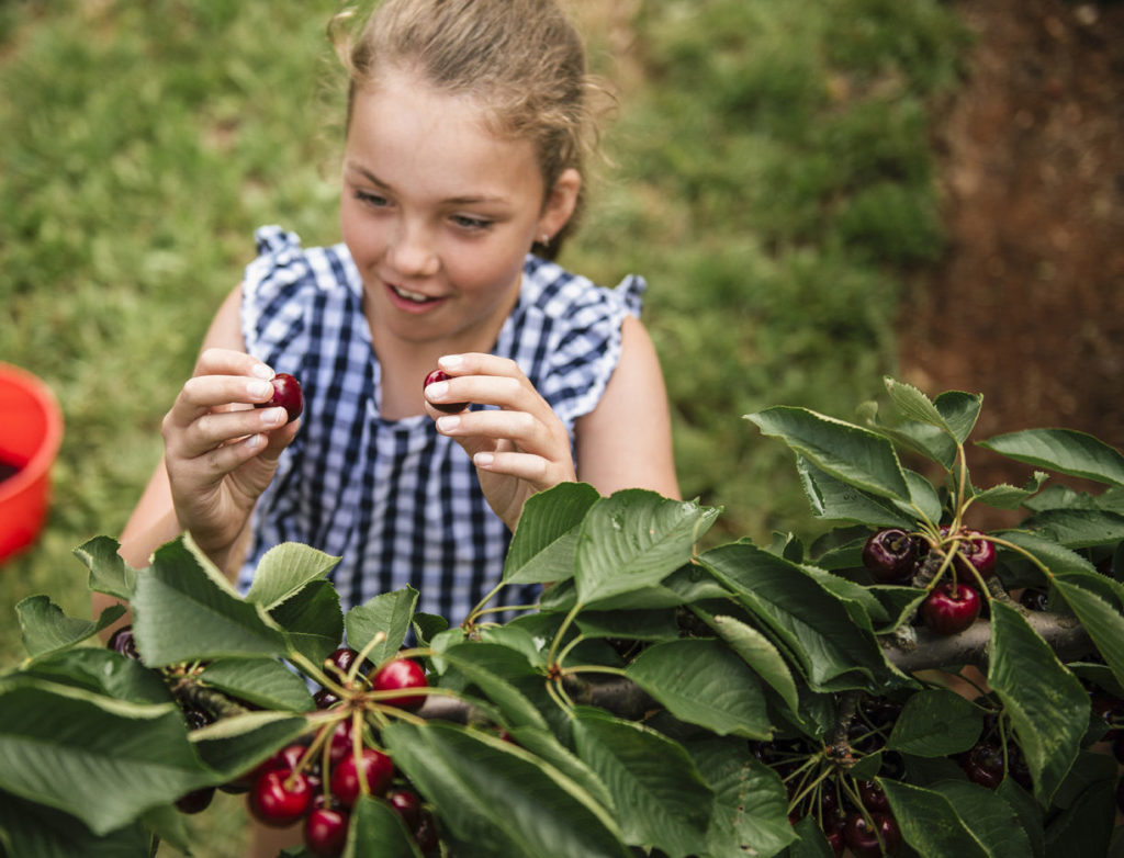 Cherry Picking Pre-Register – CherryHill Orchards
