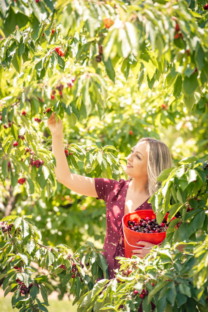 Pick your own cherries - Cherryhill Orchards
