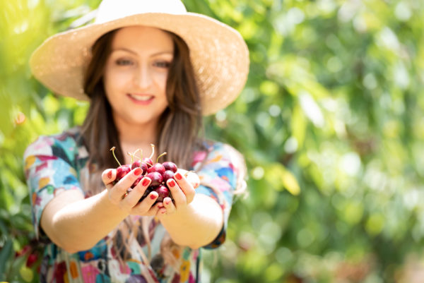 Pick your own cherries - Cherryhill Orchards