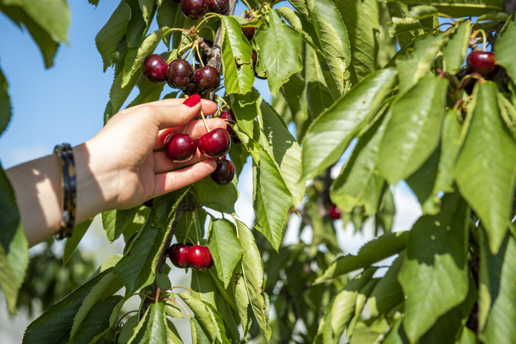 Traceability Project – Cherryhill Orchards